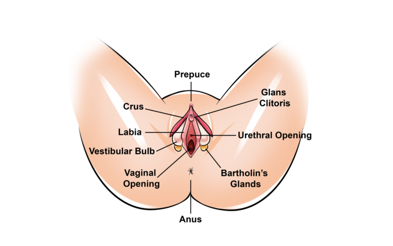 How To Find The Clitoris A Mans Guide To Female Anatomy And Pleasure